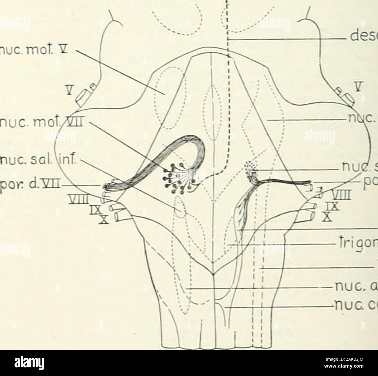 A reference handbook of the medical sciences, embracing the entire ...