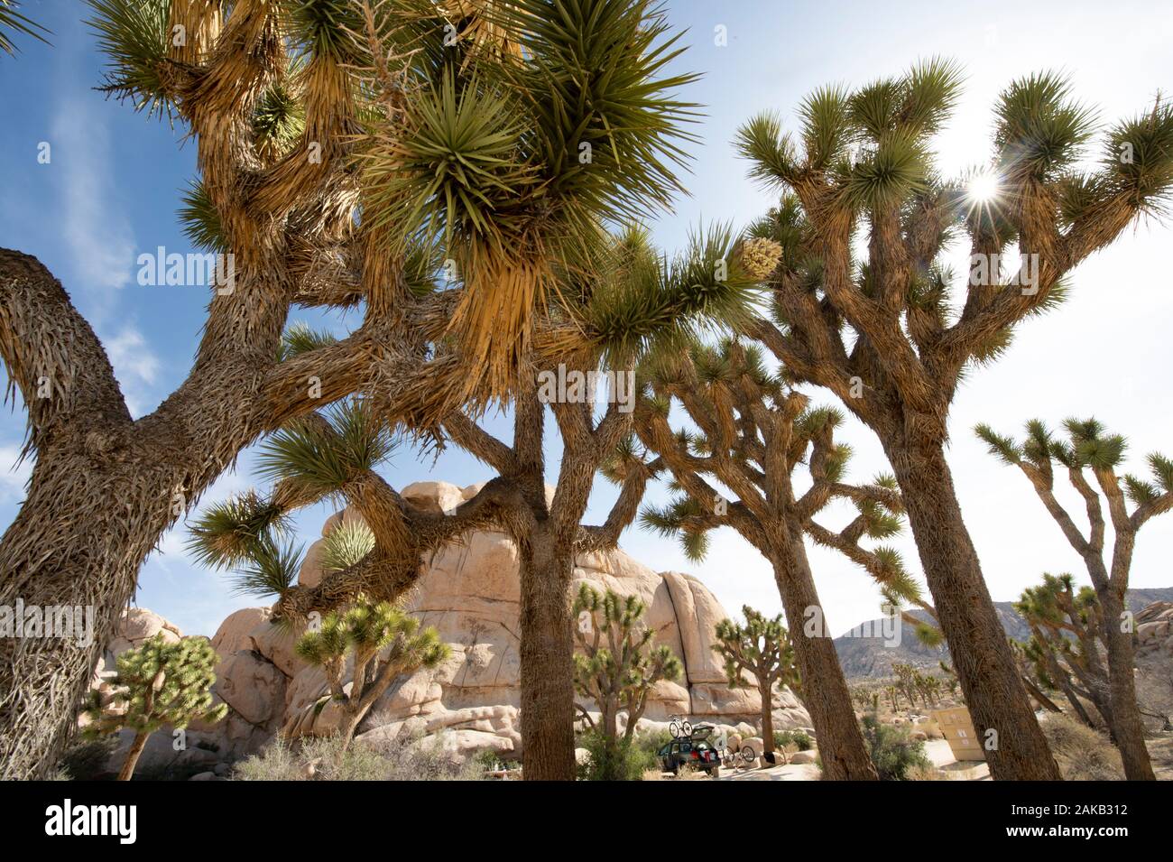 Joshua trees (Yucca brevifolia) in desert, California, USA Stock Photo ...