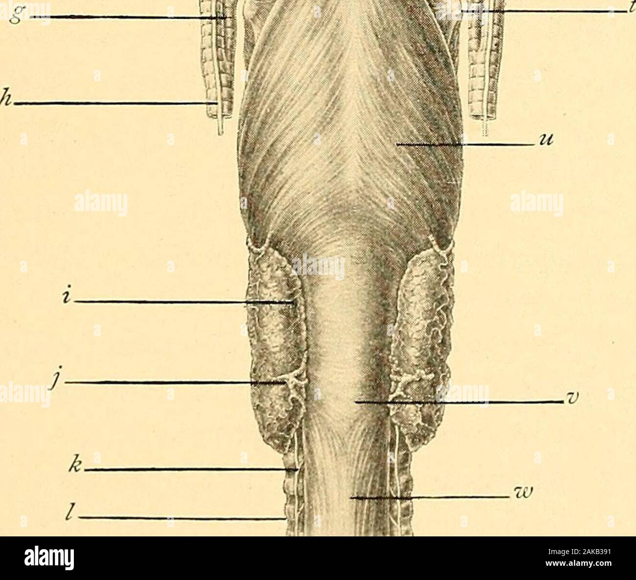 Stylopharyngeus