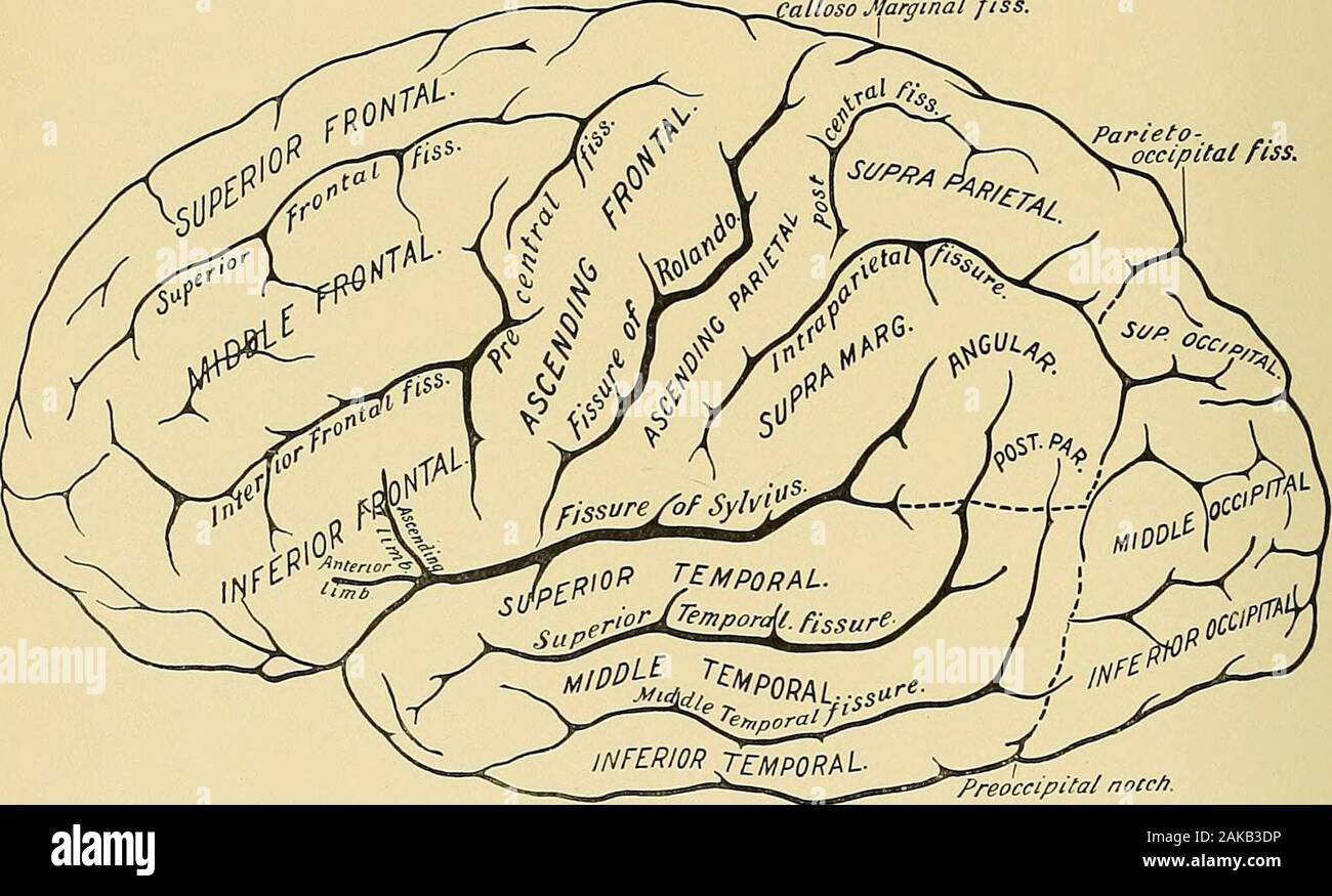 Lateral Occipital Gyrus Neuroanatomy Online: Lab 1 Overview Of The