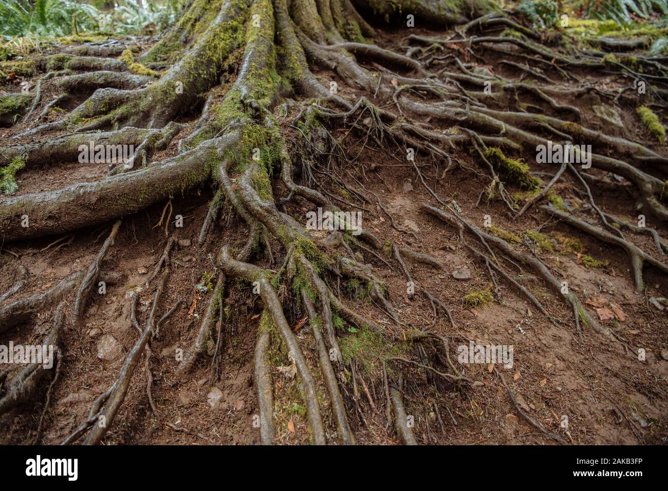 Oregon forest moss hi-res stock photography and images - Alamy
