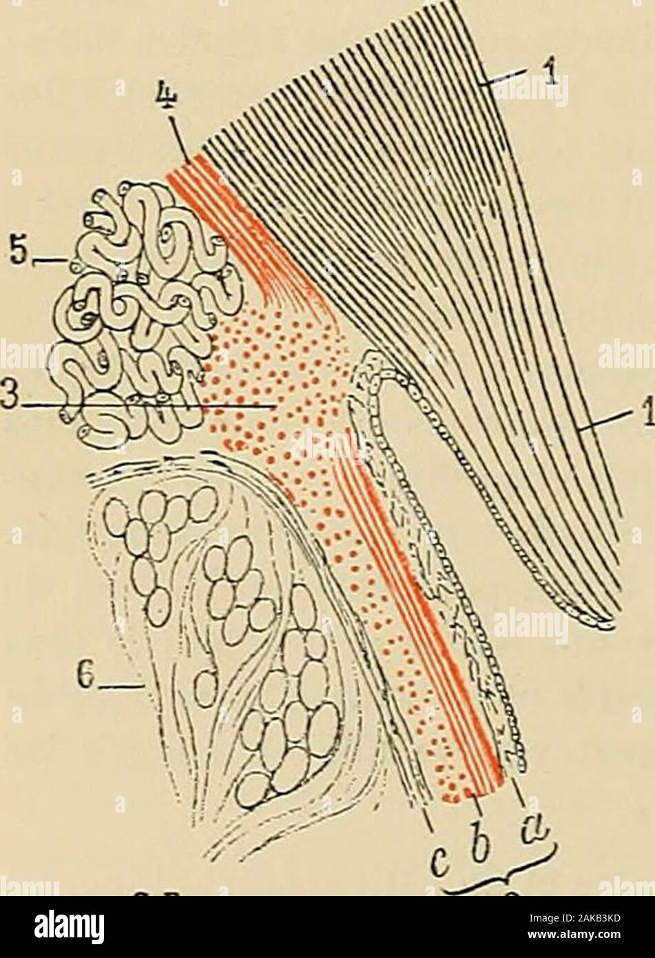 Glomerule hi-res stock photography and images - Alamy