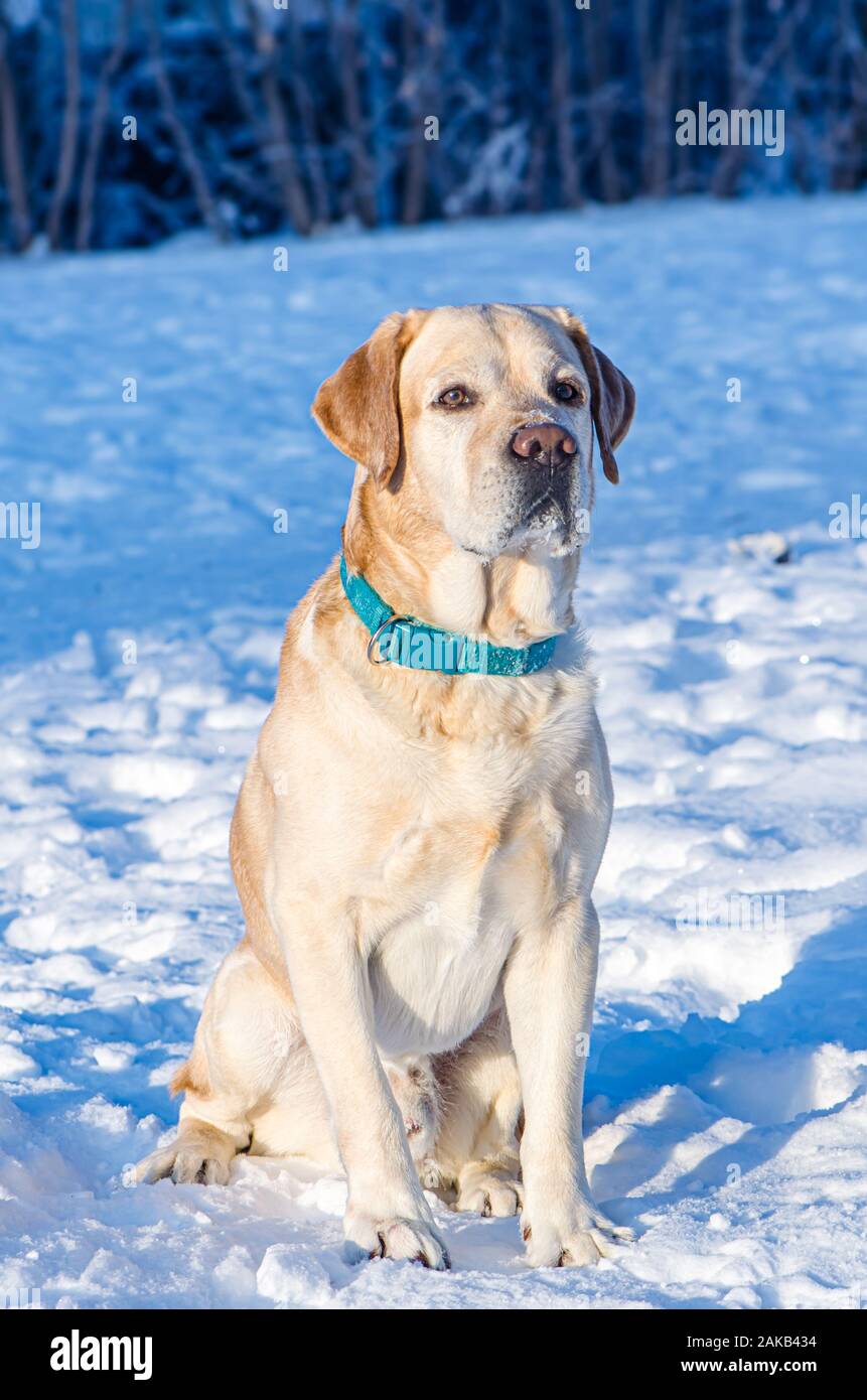 Labrador snow nose hi-res stock photography and images - Alamy