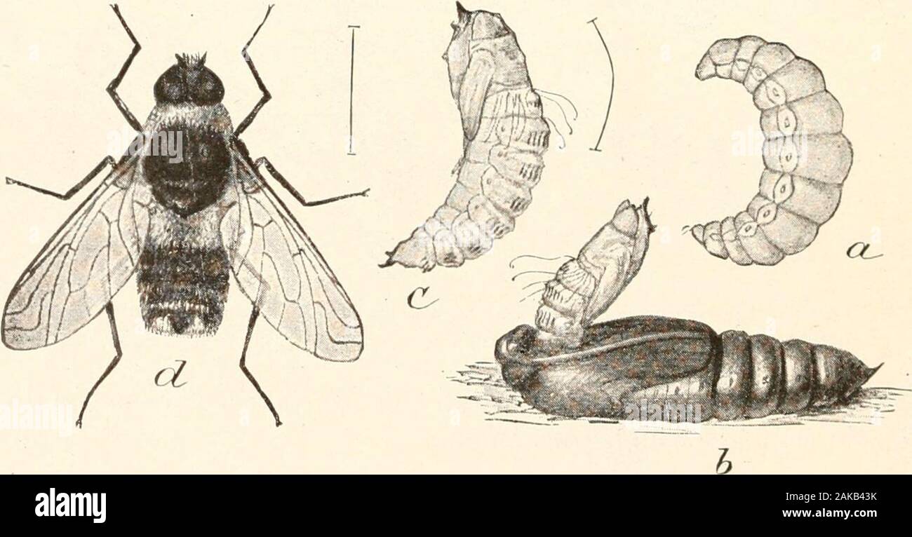 Directions for collecting and preserving insects . FIG. 79.—The ...