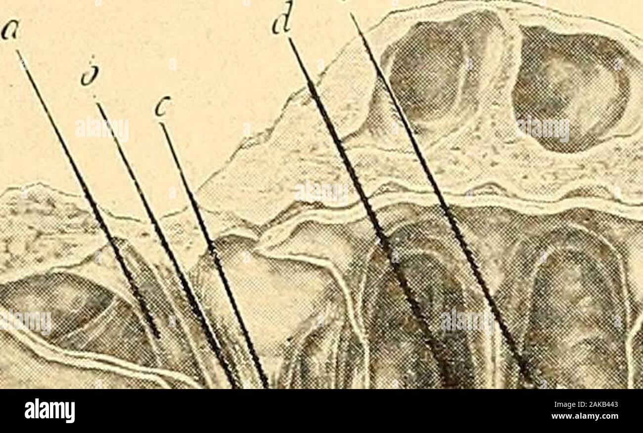 Pharyngeal Aponeurosis