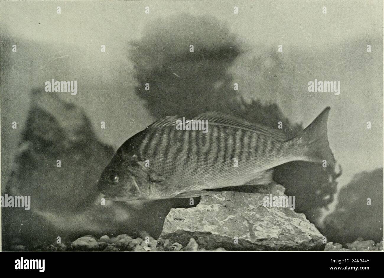 Cape vernacular hi-res stock photography and images - Alamy