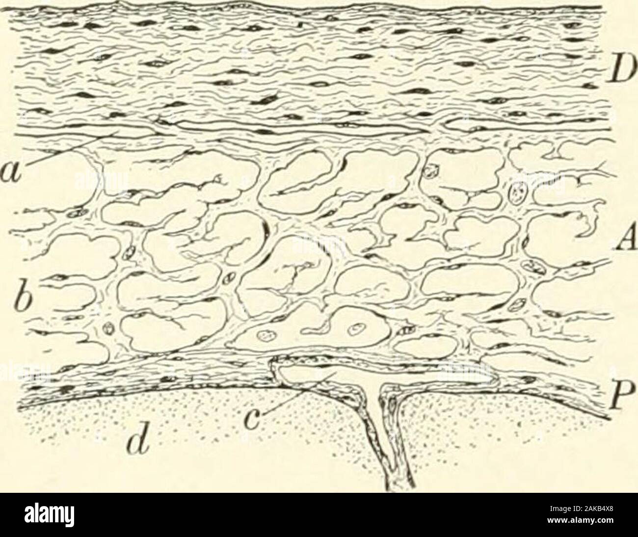 Visceral layer hi-res stock photography and images - Alamy