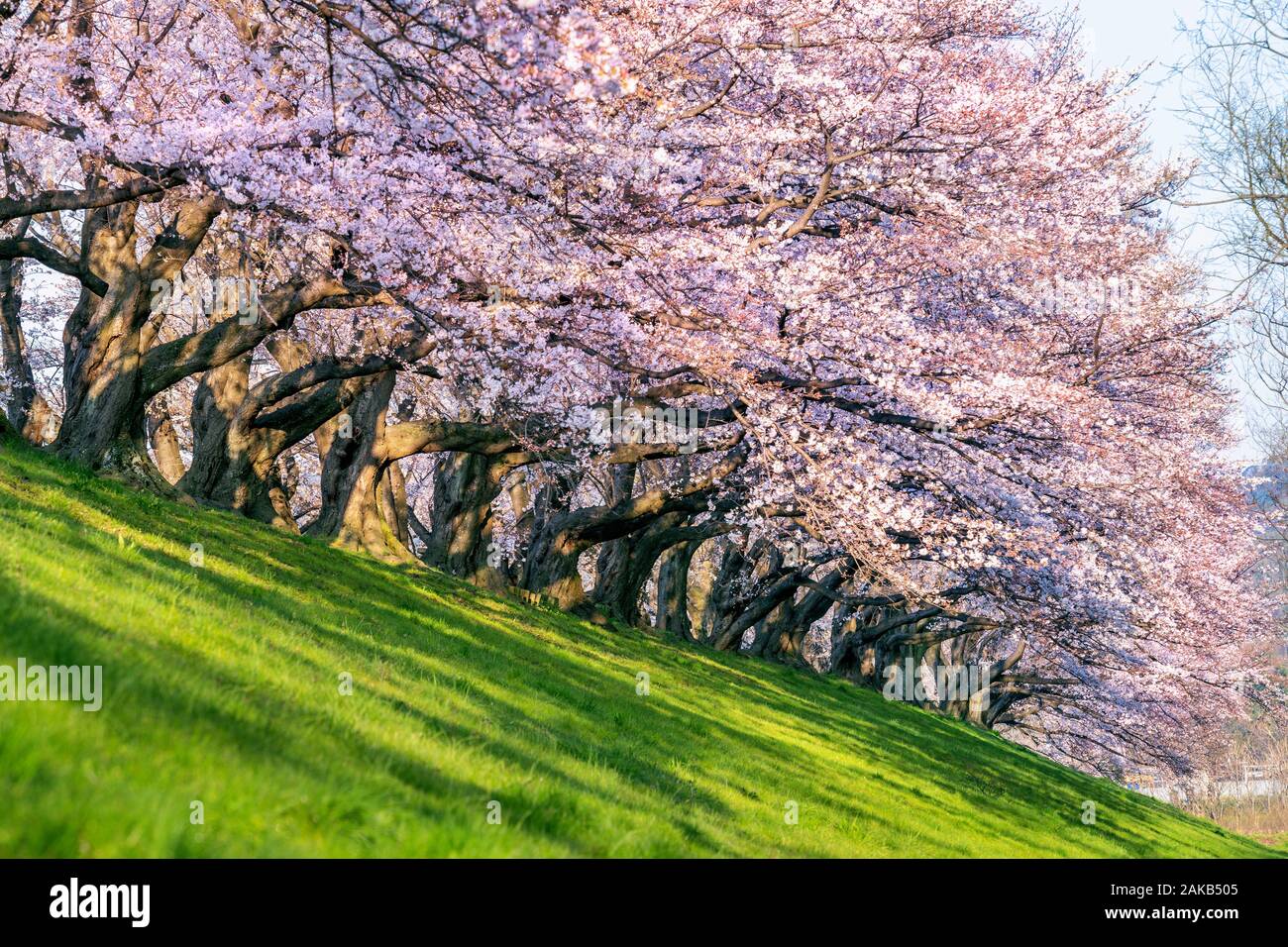 Cherry blossom tunnel kyoto hi-res stock photography and images - Alamy