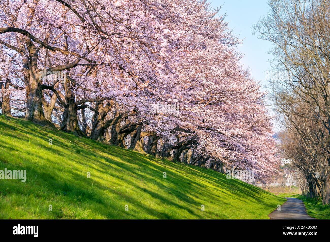 Row of Cherry blossoms trees in spring, Kyoto in Japan Stock Photo - Alamy