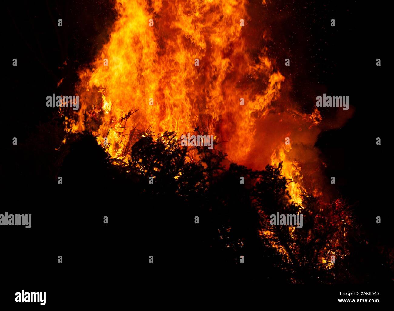 burning evergreen trees produce tall yellow and orange flames, and ...