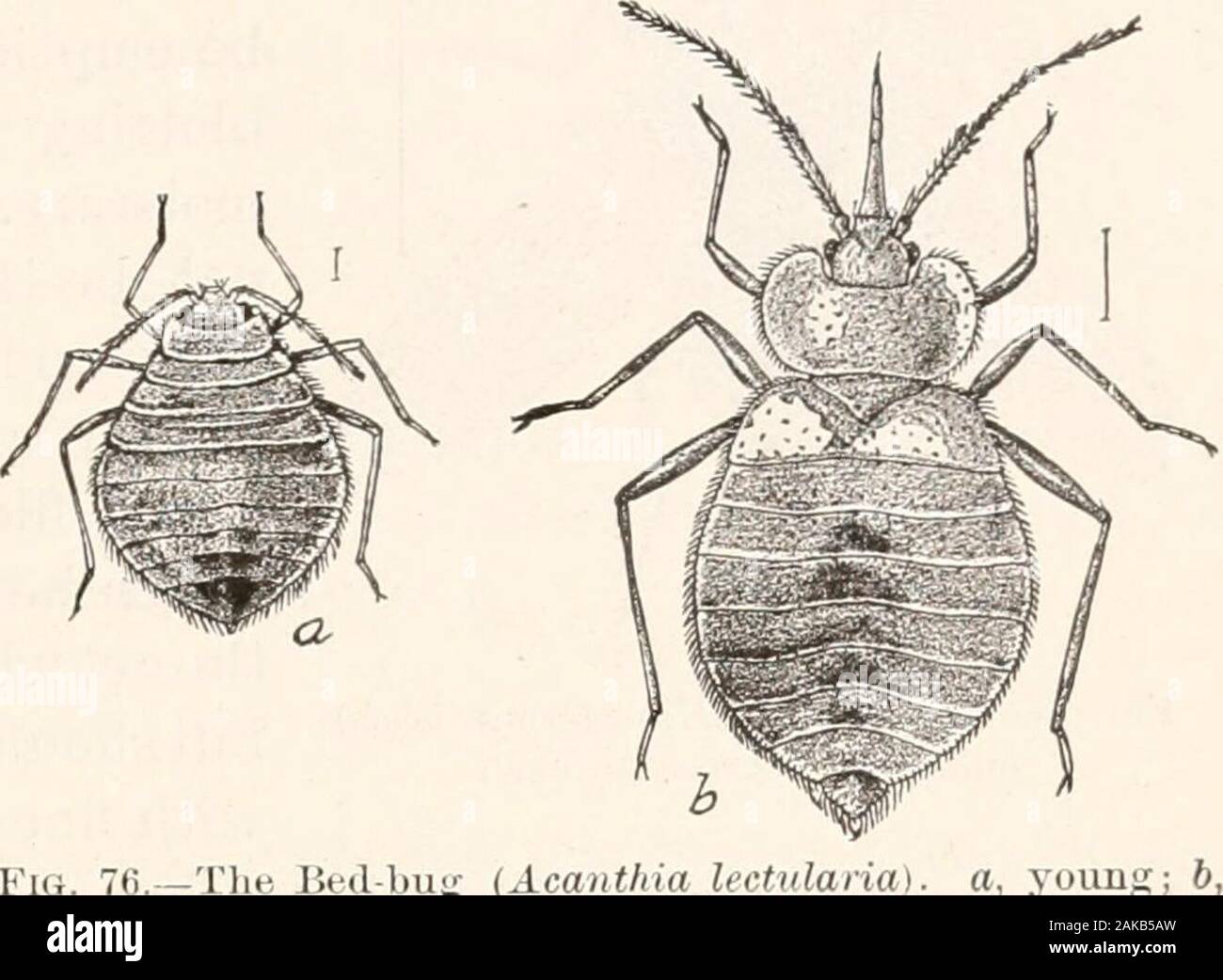 Fringe scales hi-res stock photography and images - Alamy