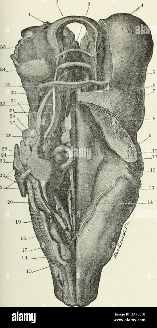 Lemniscus lateralis hi-res stock photography and images - Alamy