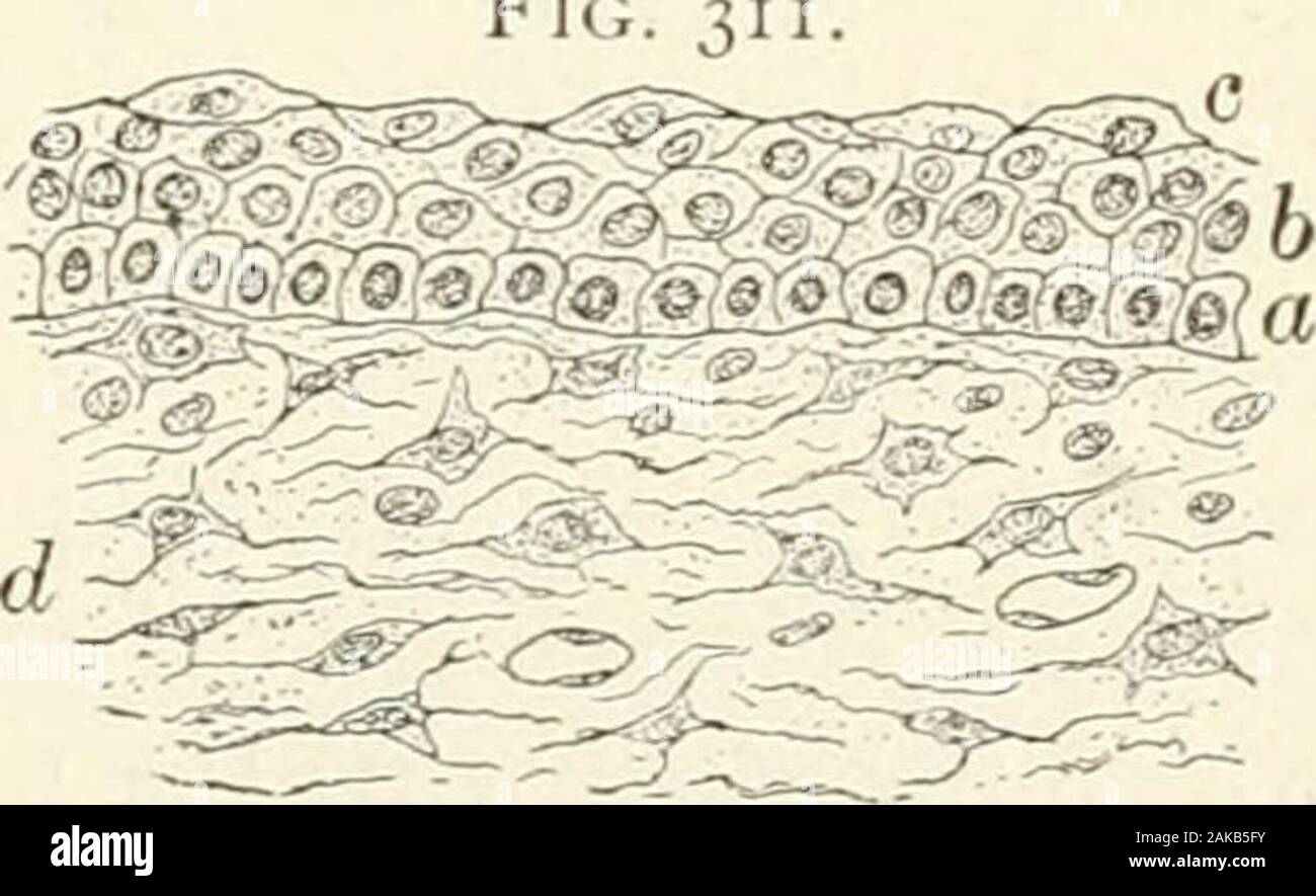 Normal skin histology hi-res stock photography and images - Alamy