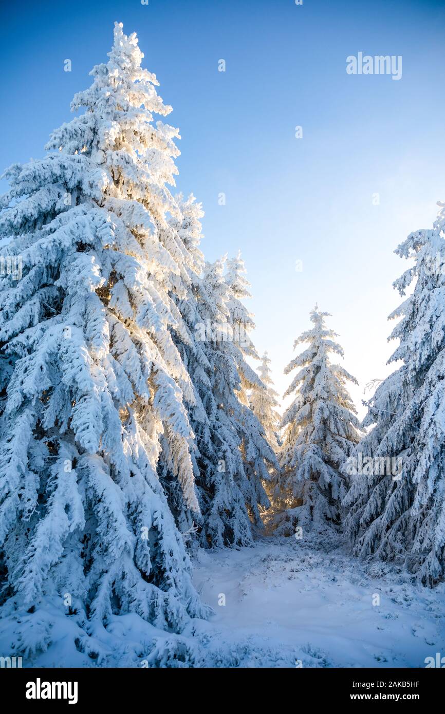 White spruce trees covered in fresh snow on sunny winter day in ...