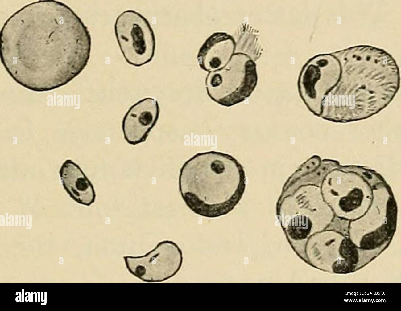 Leishmaniasis parasite hi-res stock photography and images - Alamy
