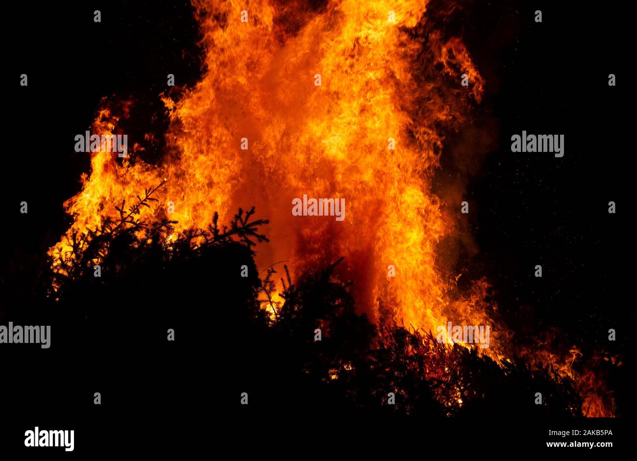 burning evergreen trees produce tall yellow and orange flames, and ...