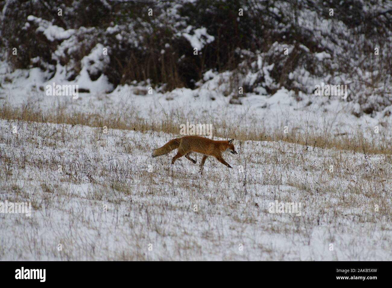 red fox wildlife hunting on the snowy meadow for feed Stock Photo - Alamy