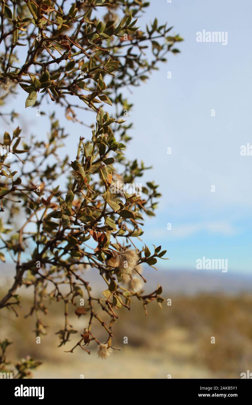 Creosote Bush, Larrea Tridentata, growing native on Mission Creek ...