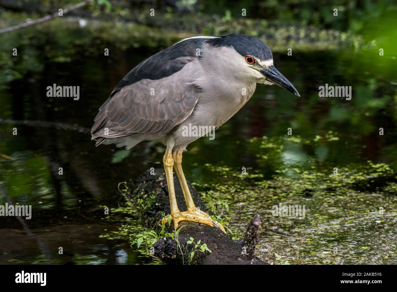 Black crowned night heron pictures hi-res stock photography and images ...