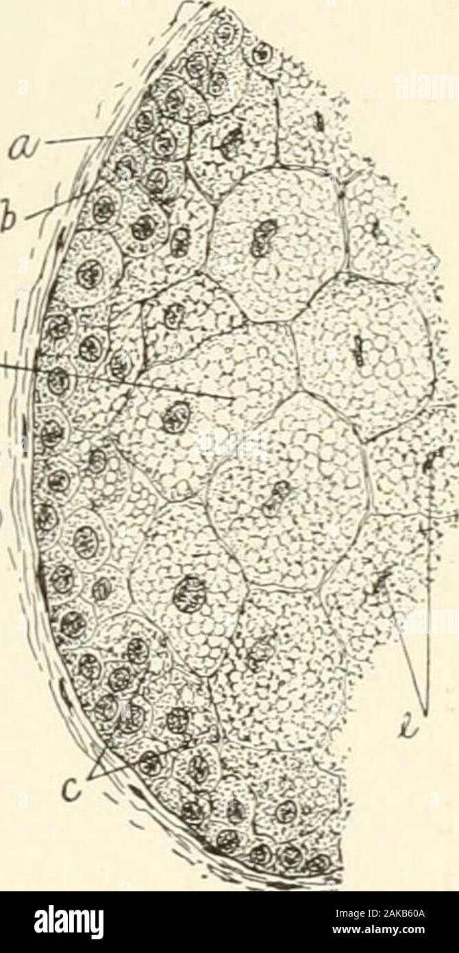 Sebaceous Glands Histology