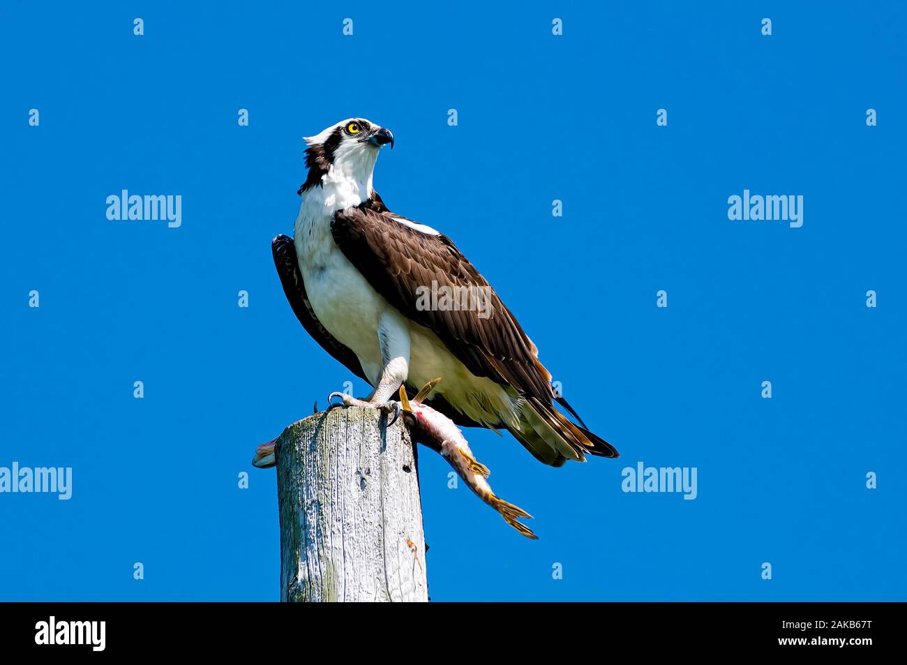 Osprey hi-res stock photography and images - Alamy