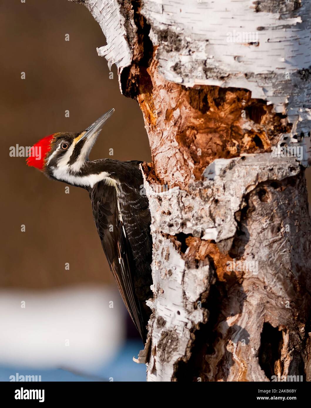 Pileated woodpecker flying hi-res stock photography and images - Alamy