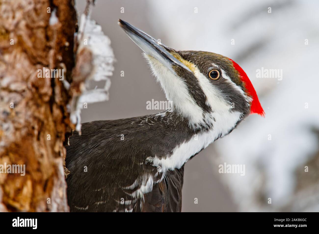 Pileated woodpecker flying hi-res stock photography and images - Alamy