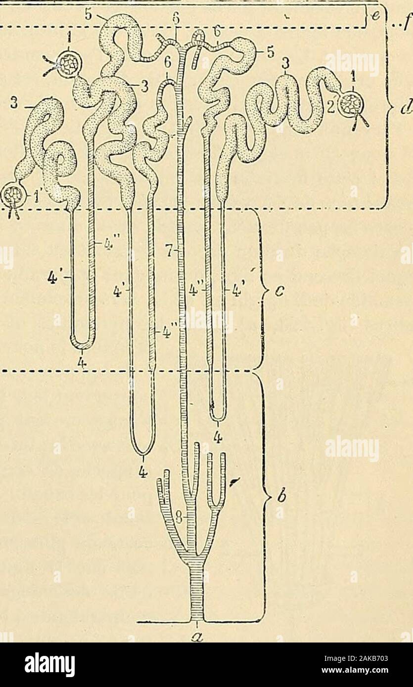 Dissection humaine hi-res stock photography and images - Alamy