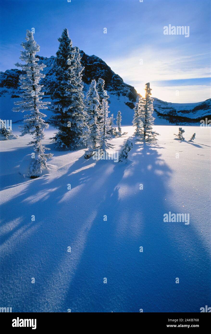 Landscape with evergreen trees and snow in Banff National Park in ...