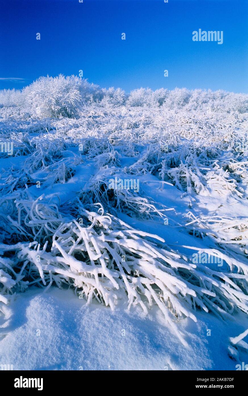 Winter landscape with snow-covered grass, Bowden, Alberta, Canada Stock ...
