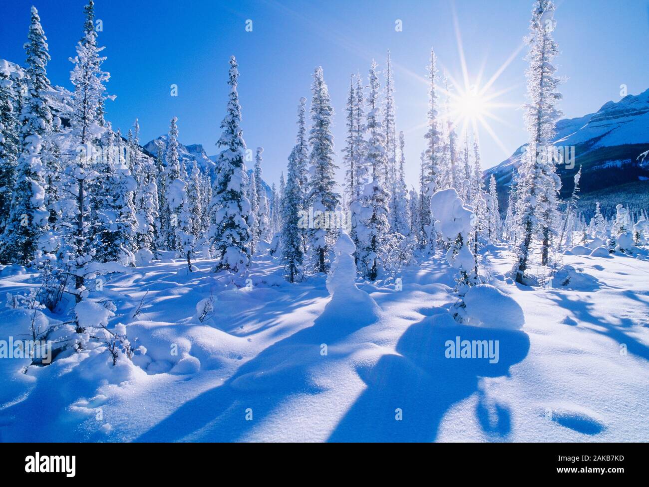 Landscape with evergreen trees covered in snow under sunny sky, Banff ...