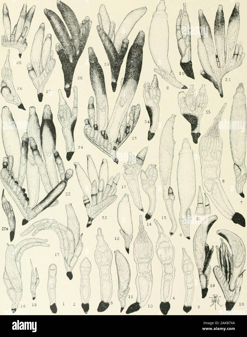 Specularis hi-res stock photography and images - Alamy