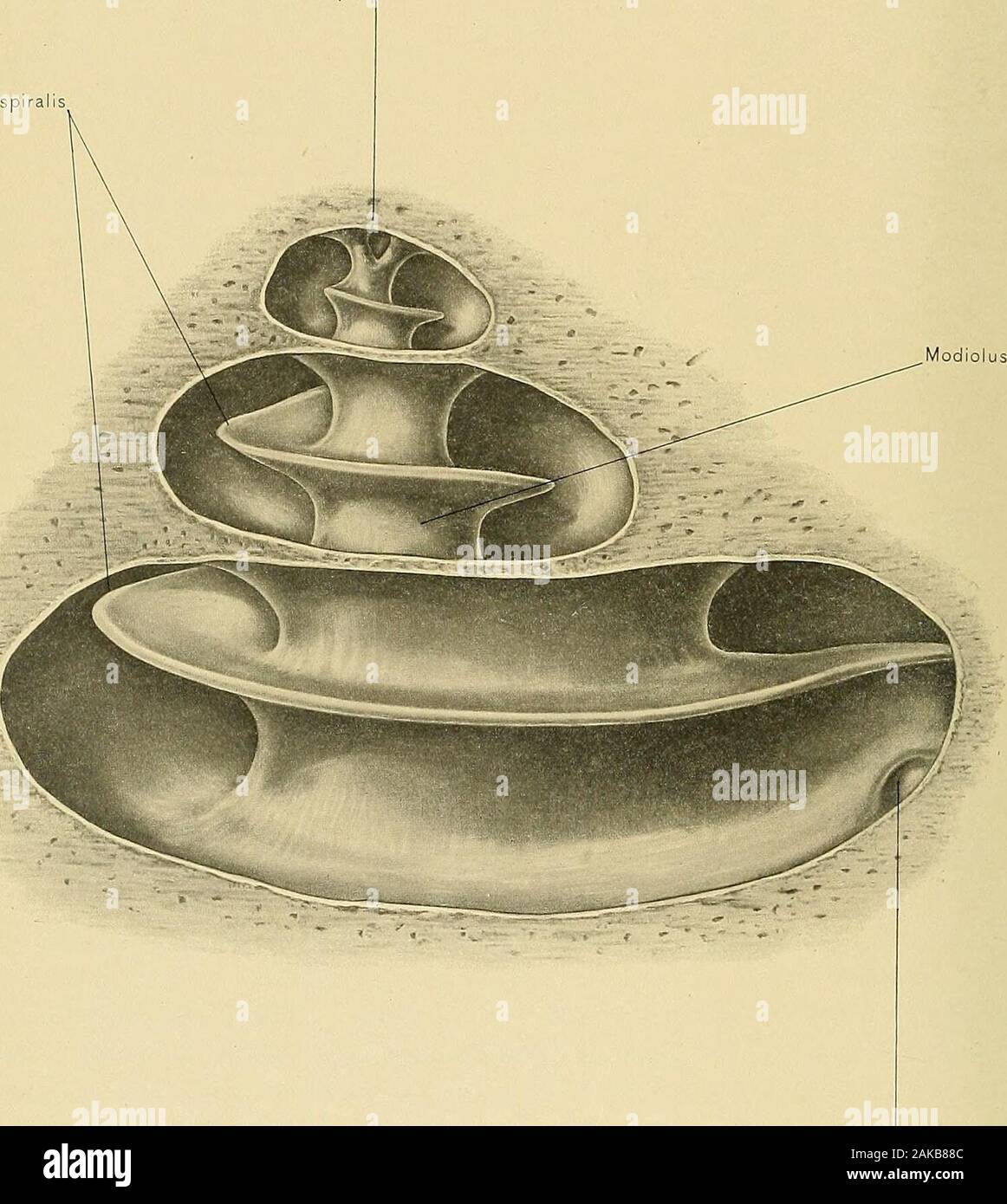 Fenestra rotunda hi-res stock photography and images - Alamy