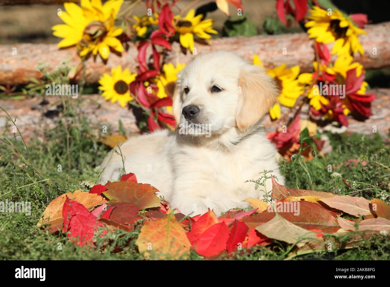 Autumn Golden retriever lying in the leaves Stock Photo - Alamy