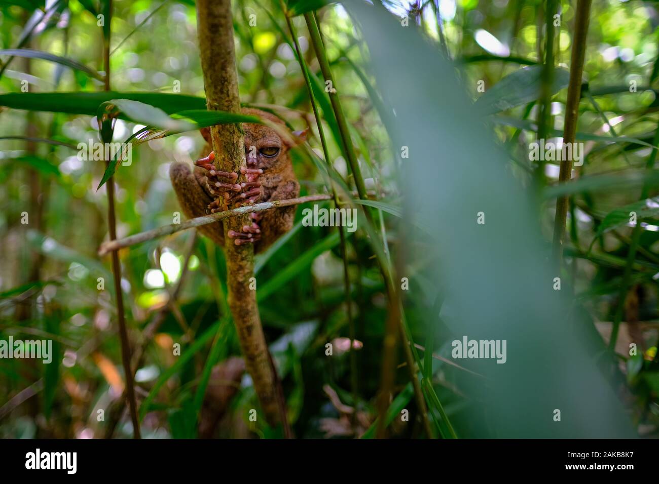 Sleeping Tarsier or Tarsius Syrichta on the tree in Tarsier Sanctuary of Bohol Island ...