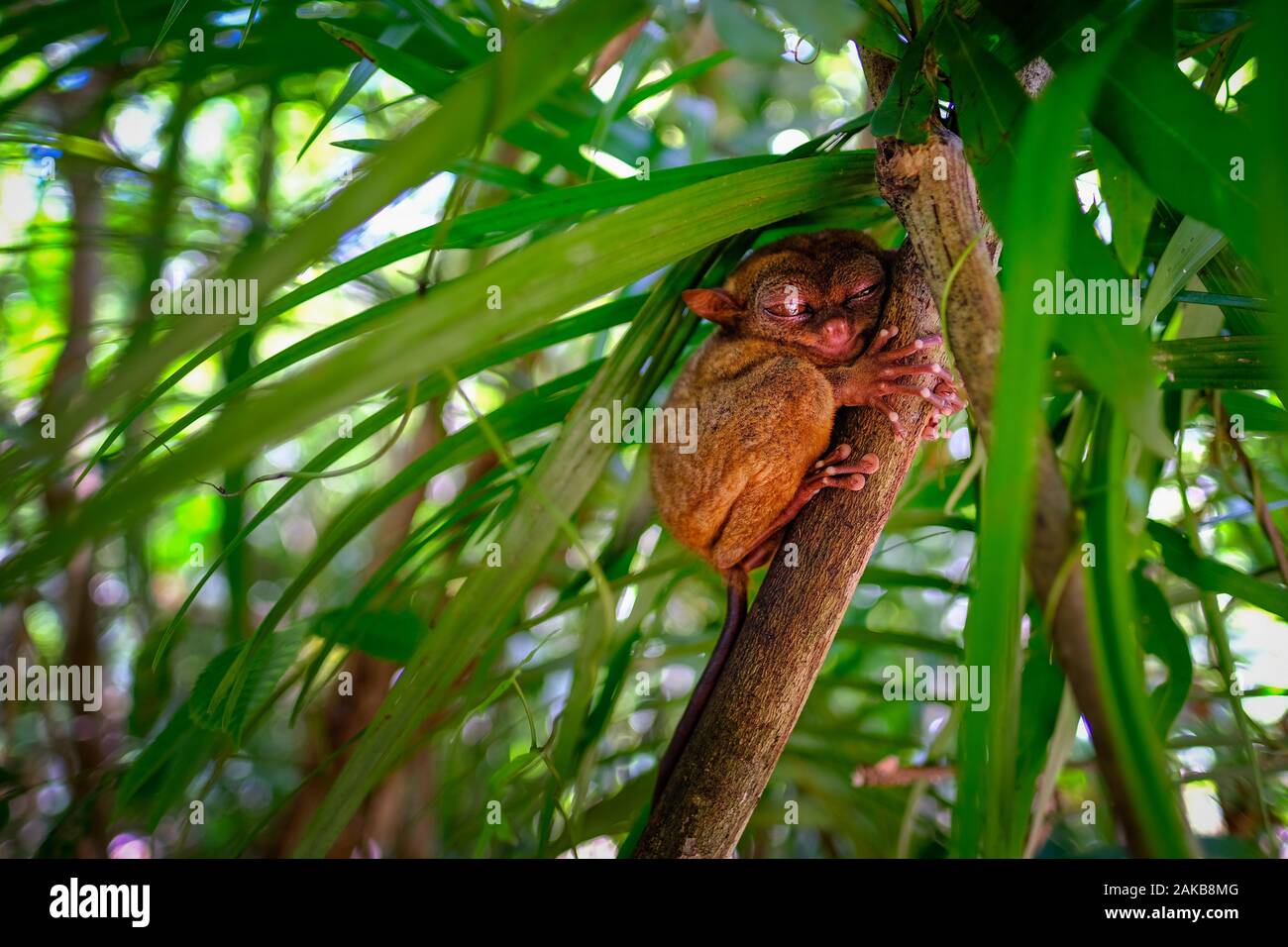 Tarsier Sleeping