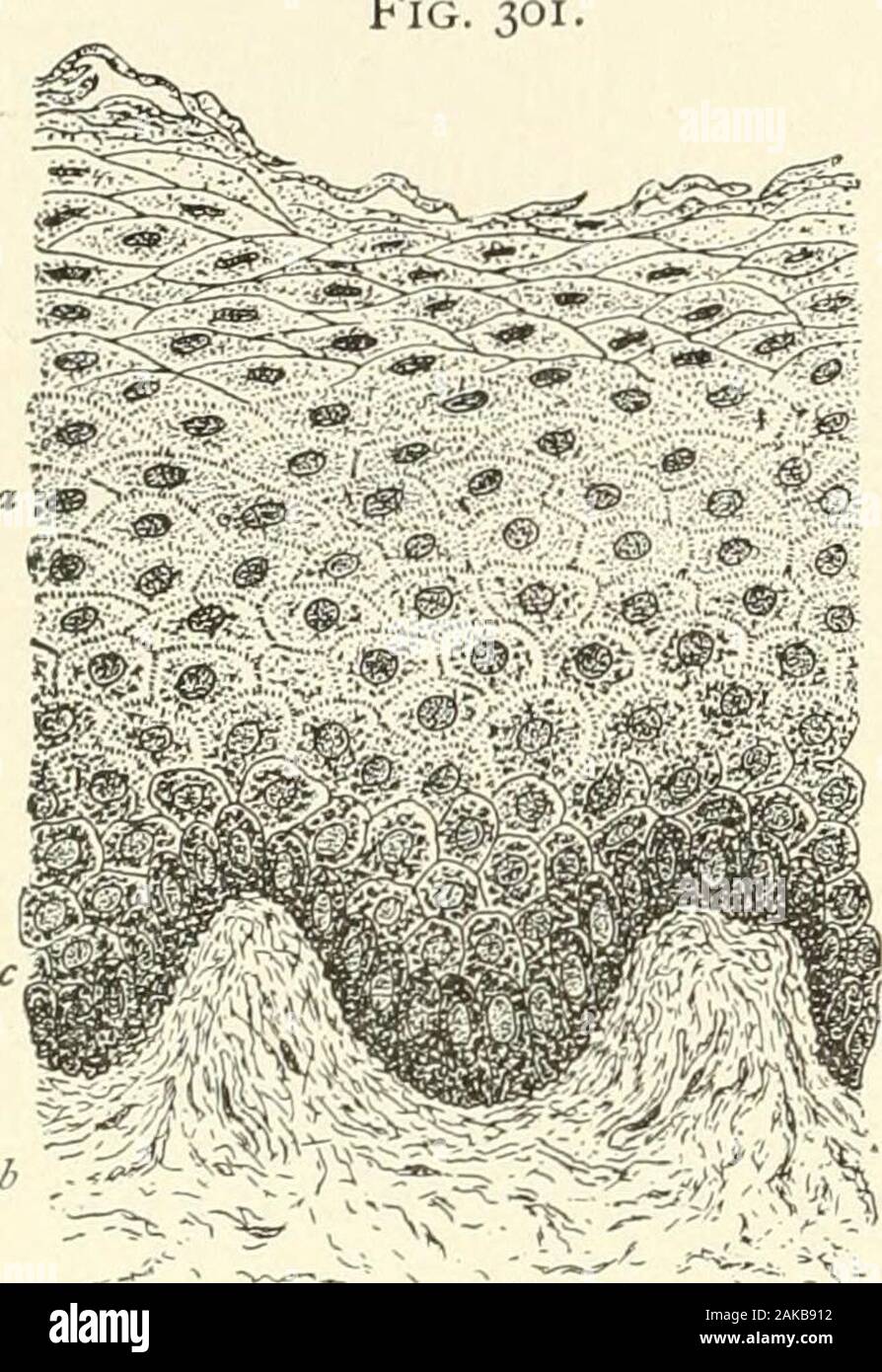 Textbook of normal histology: including an account of the development ...