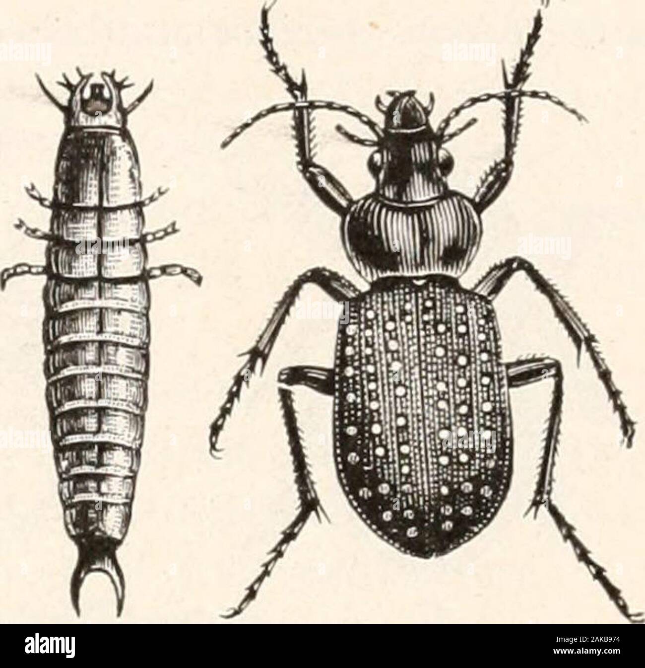 The insects of the order coleoptera hi-res stock photography and images ...