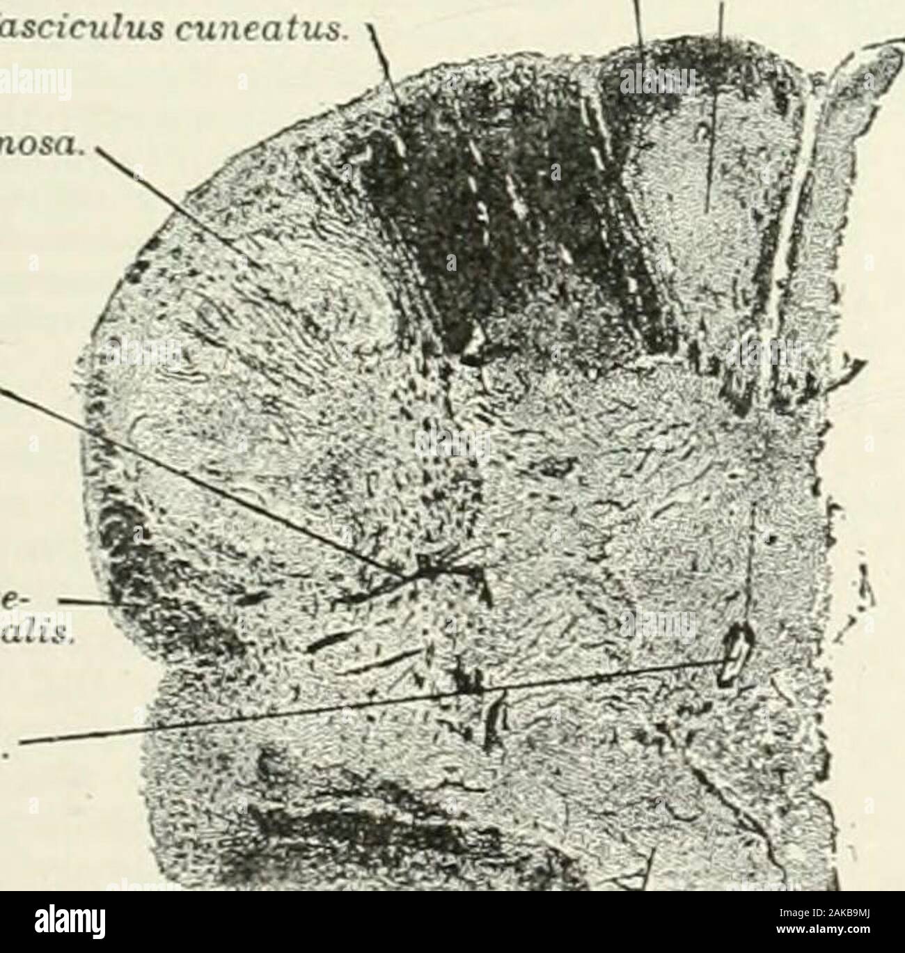 Pars pal hi-res stock photography and images - Alamy