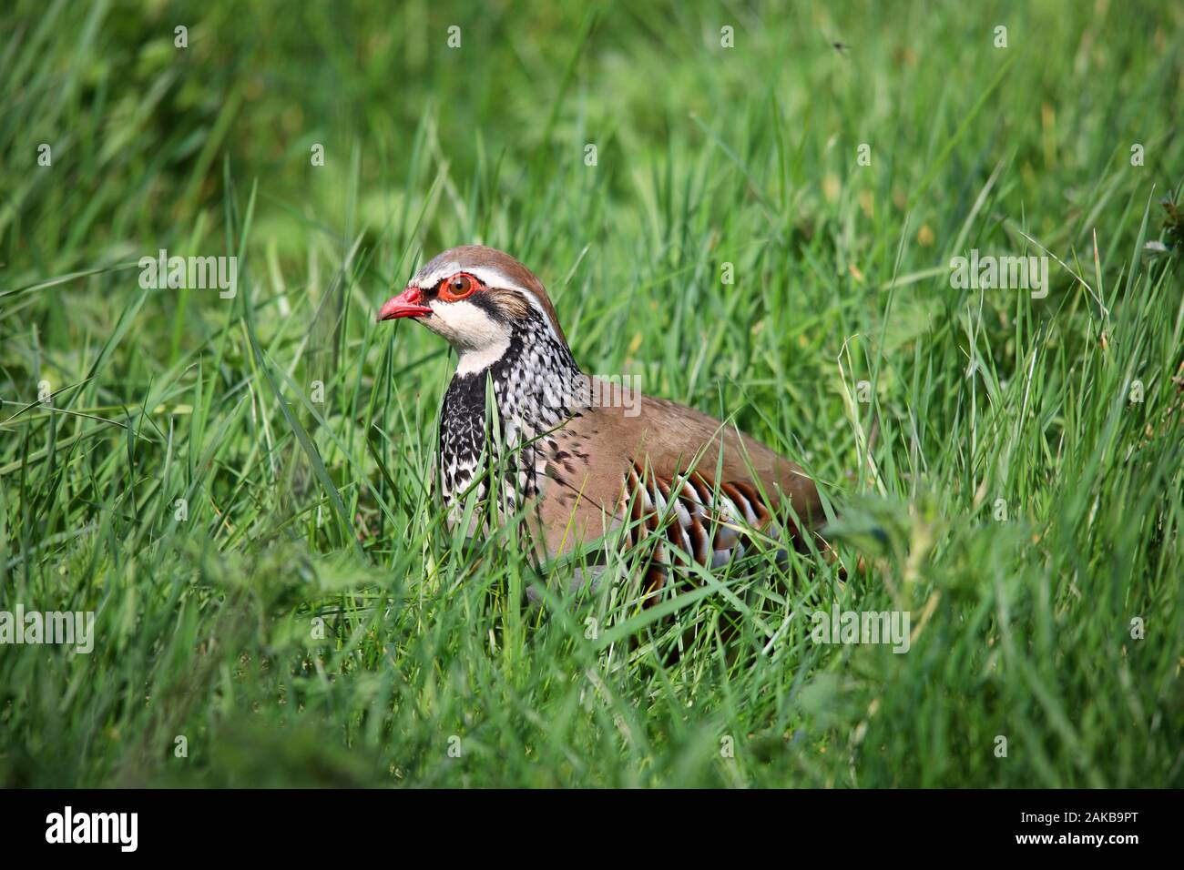 Red legged partridge Stock Photo - Alamy