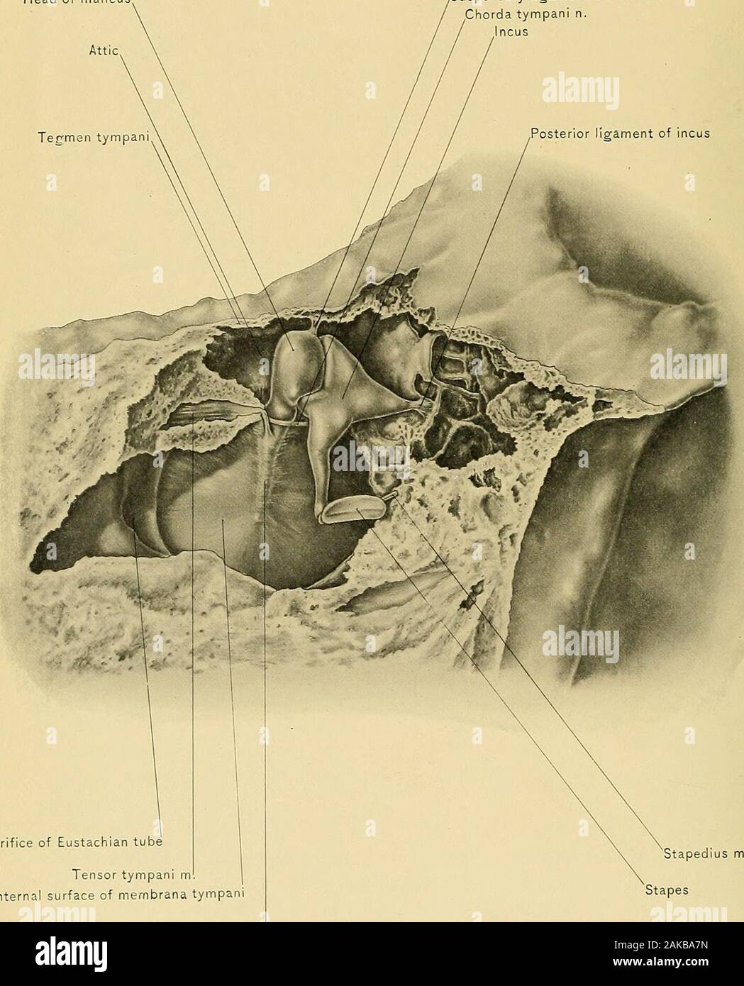 Tympanic Cavity High Resolution Stock Photography and Images - Alamy