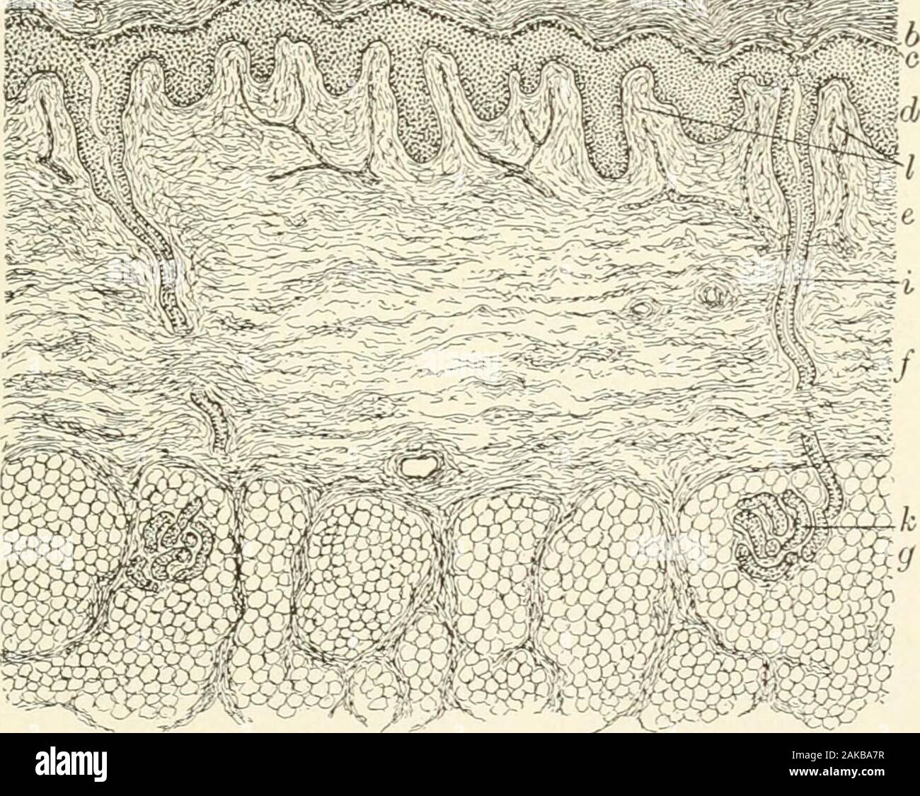 Textbook of normal histology: including an account of the development ...