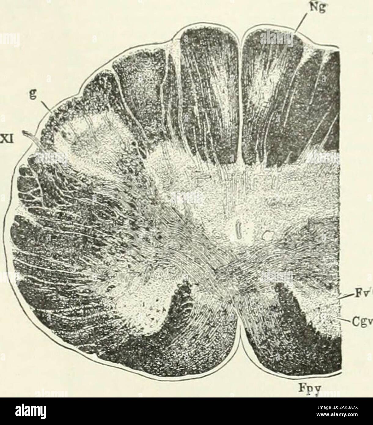 A reference handbook of the medical sciences, embracing the entire ...