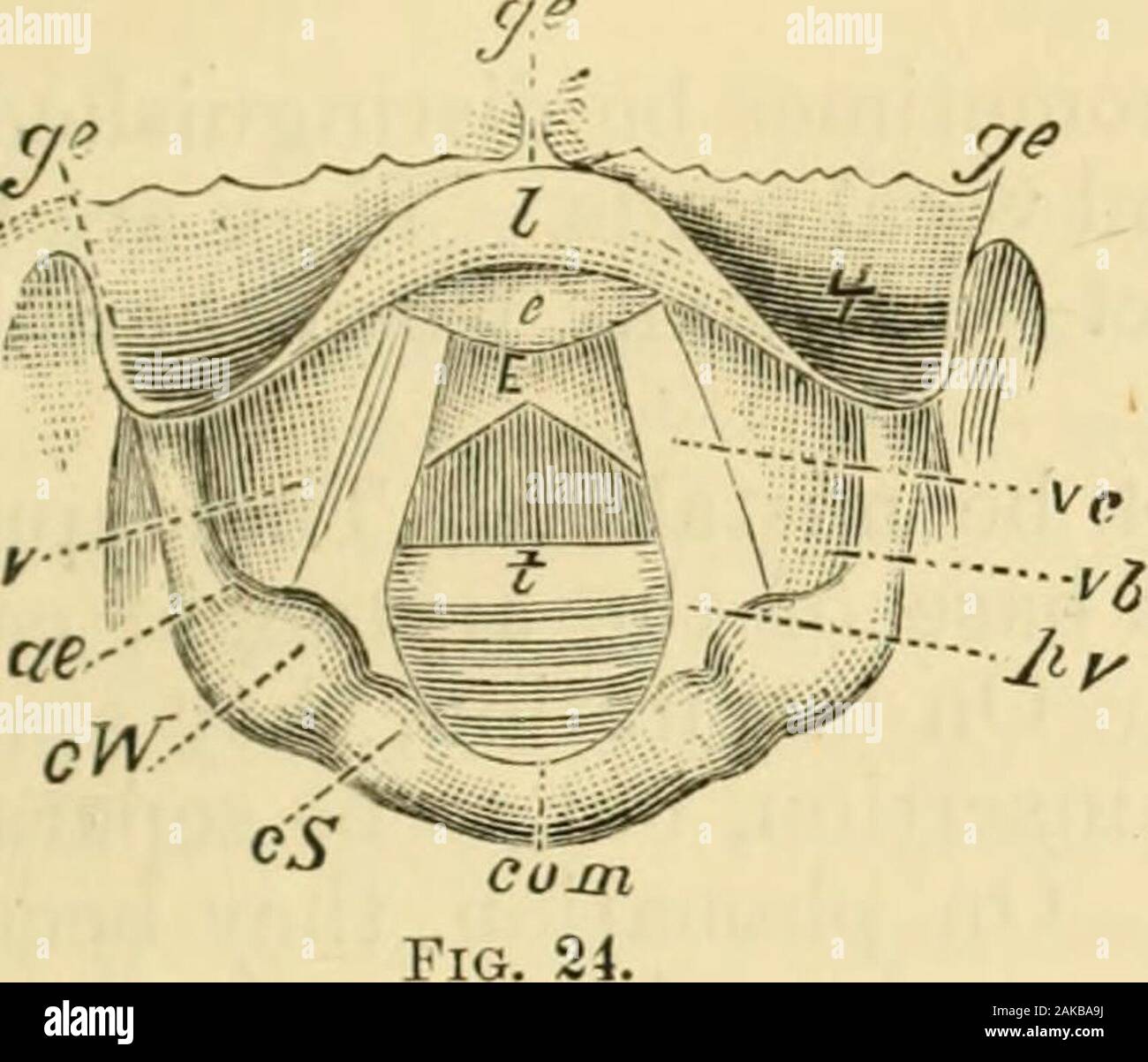 Larynx normal hi-res stock photography and images - Alamy