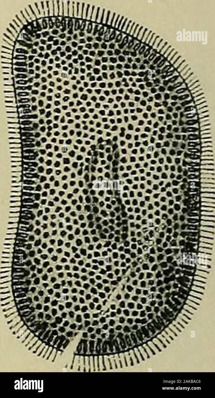 Bursaria hi-res stock photography and images - Alamy