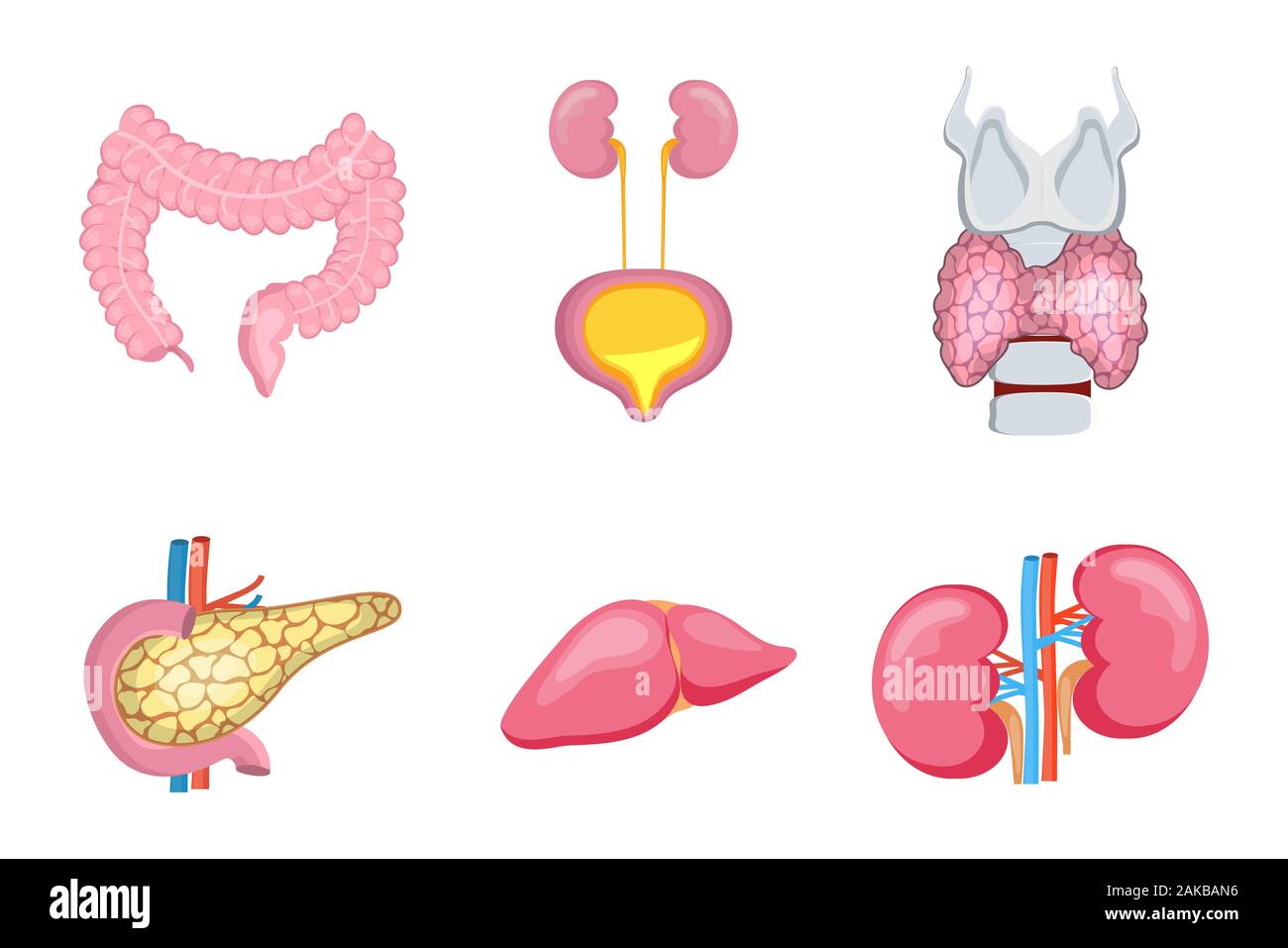 Renal vessels Stock Vector Images - Alamy