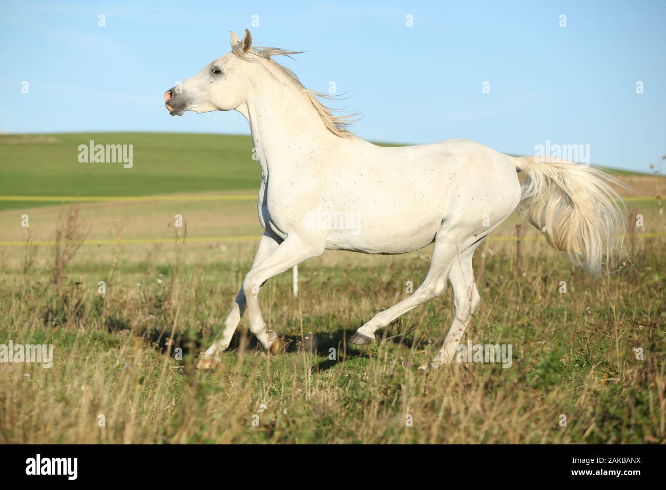 Amazing arabian stallion running on meadow Stock Photo - Alamy