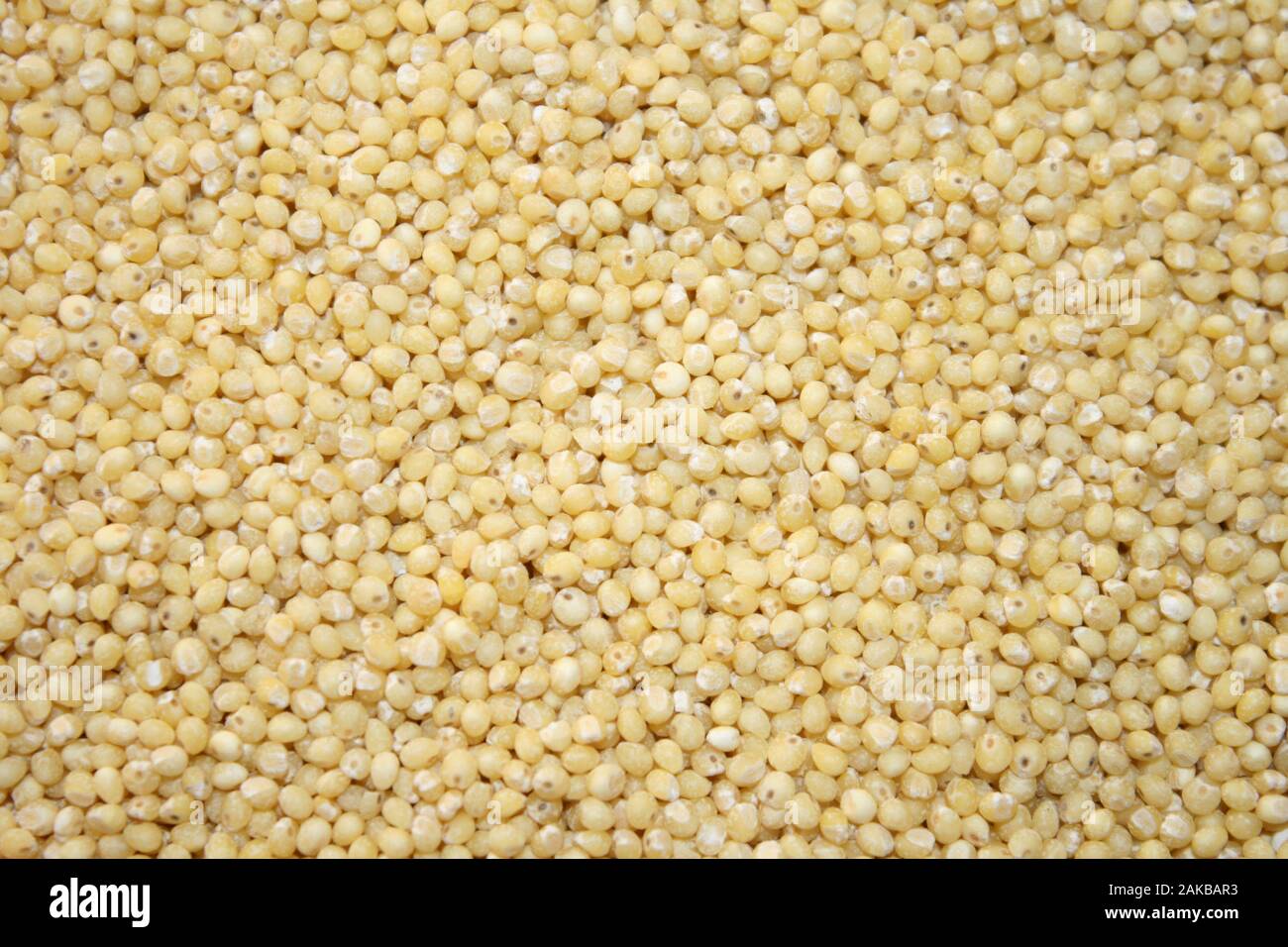 Only millet closeup can be the background Stock Photo - Alamy