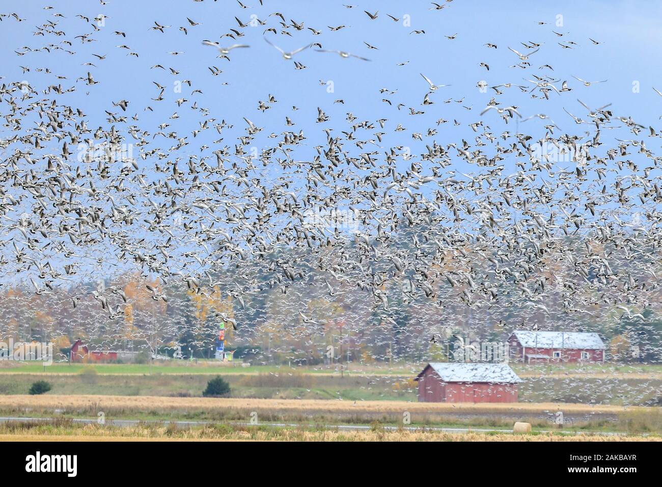 Autumn migration of birds Stock Photo - Alamy