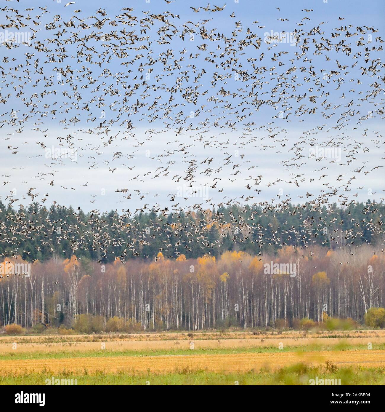 Autumn migration of birds Stock Photo - Alamy